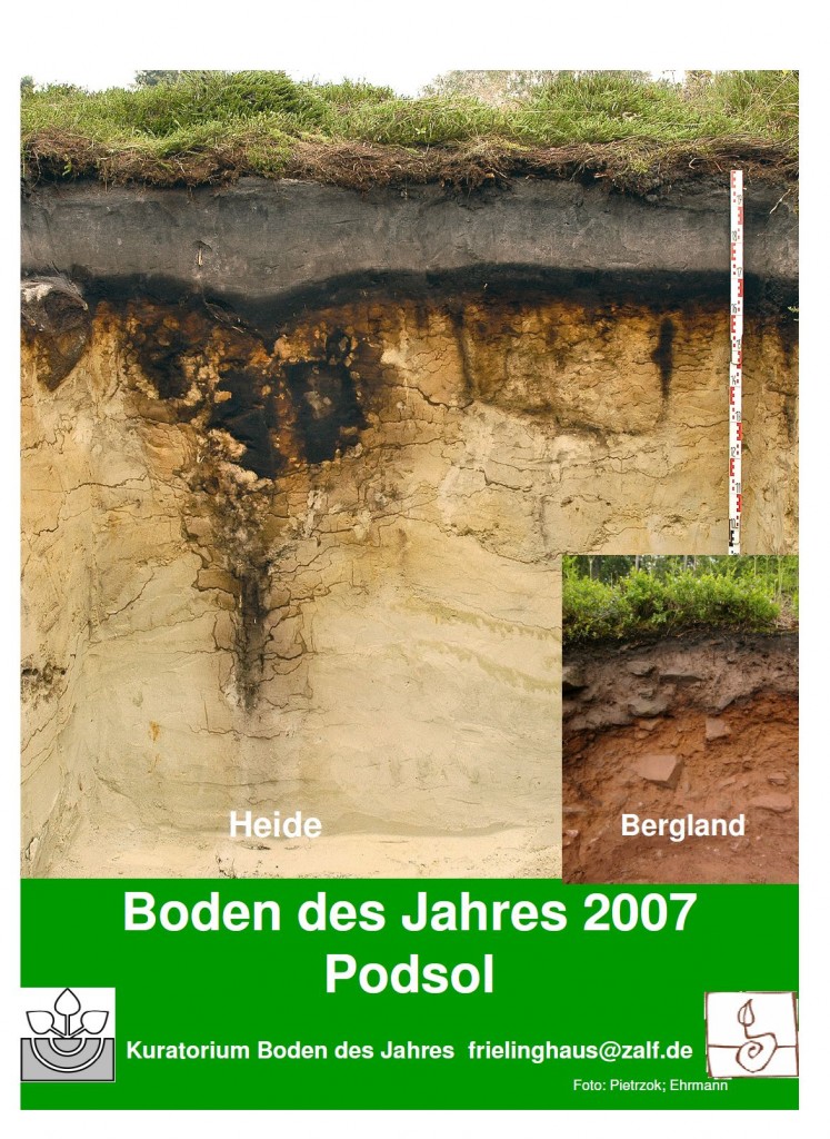 2007 - PodsolArchivboden