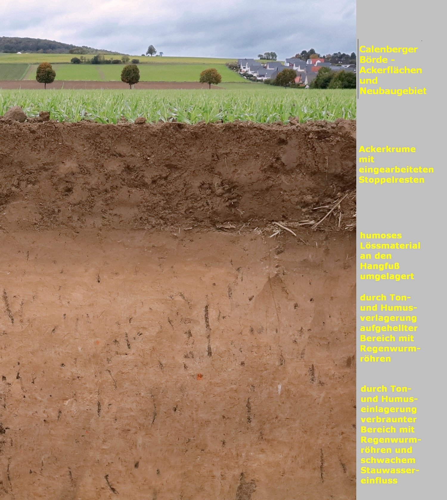 Lössboden - Boden des Jahres 2021